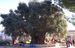 Kalamata Olive Tree | Appearance | Care | Harvest | Oliviada
