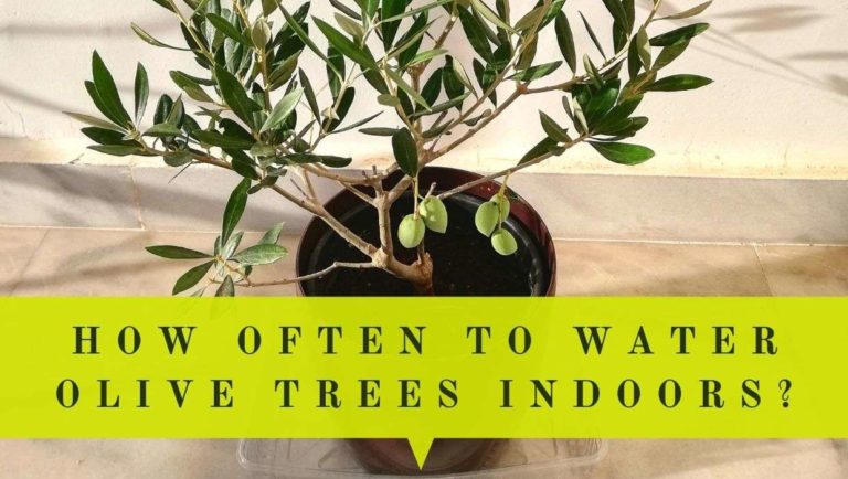 Indoor Olive Trees Care Just In 5 Steps! | Oliviada Olive